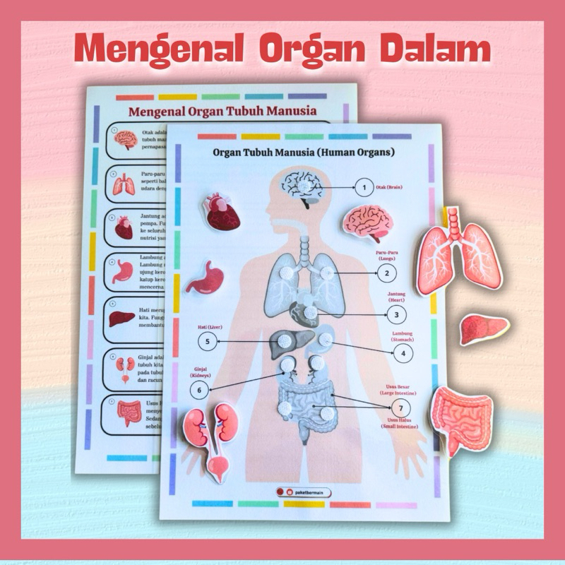 Jual Busy Page Mengenal Organ Dalam Manusia, Human Organ, Mainan Edukasi Belajar Mengenal Organ ...