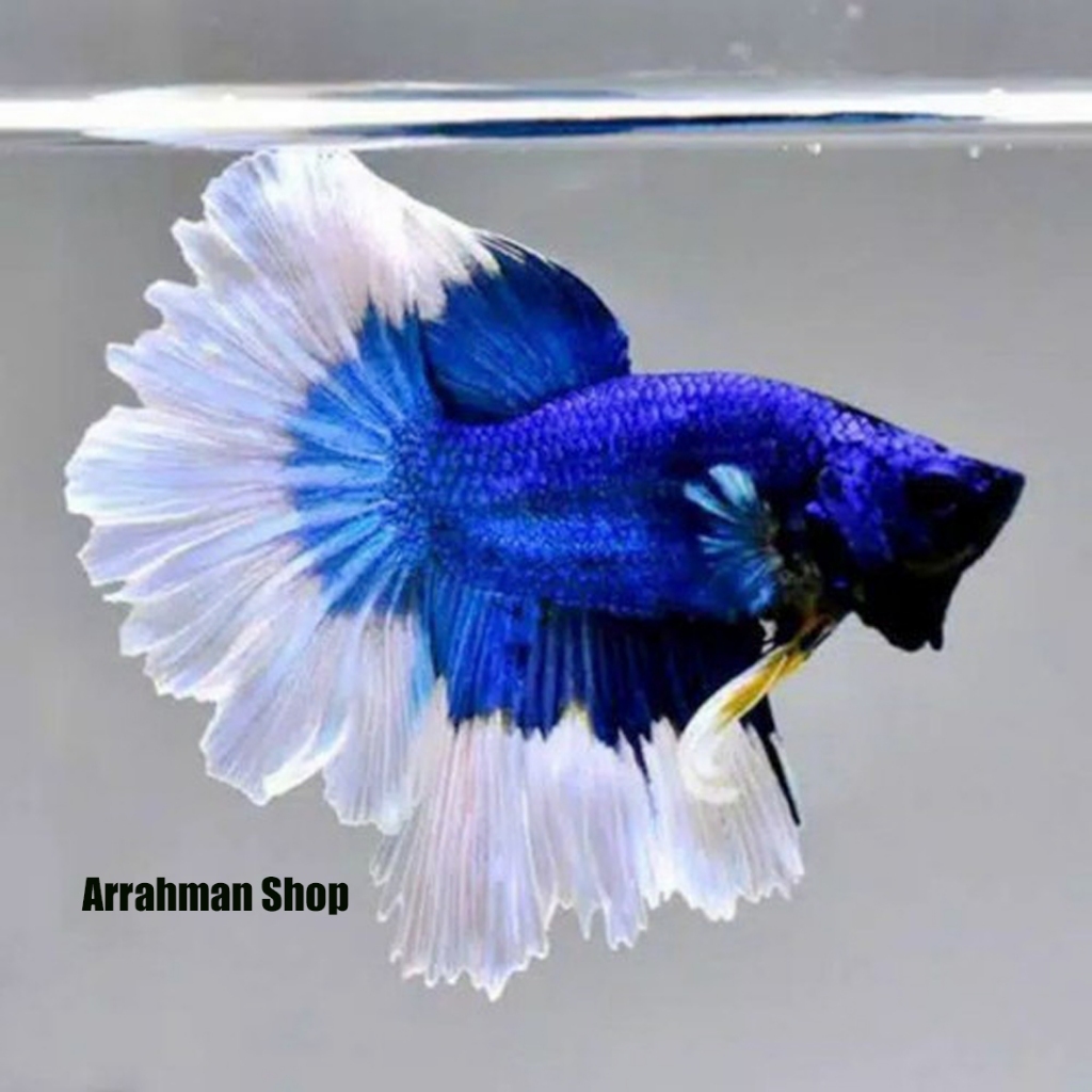 Jual ikan cupang slayer butterfly big ear - ikan cupang halfmoon slayer ...