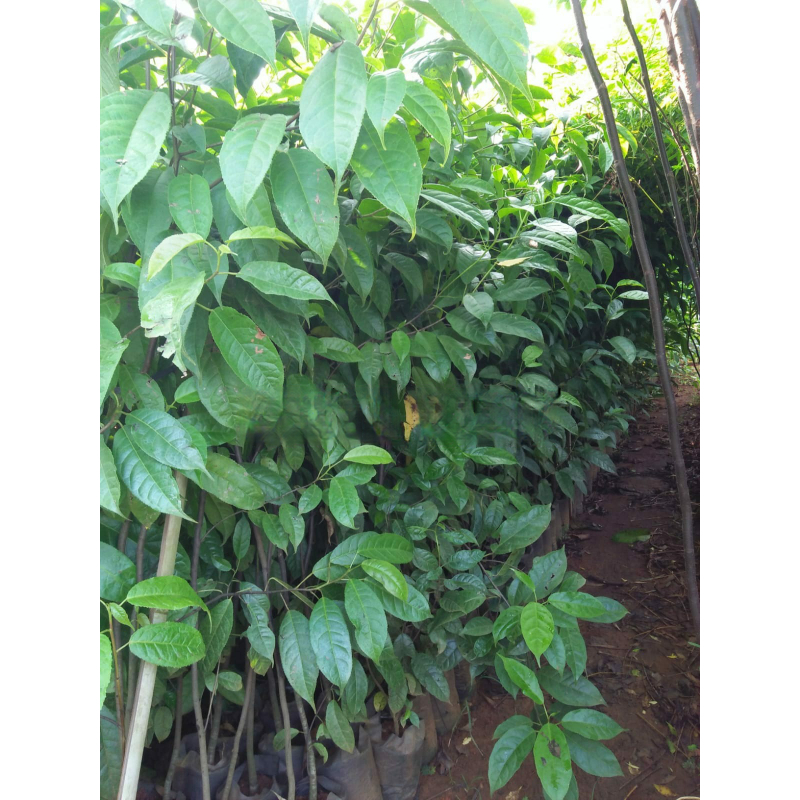 Jual Bibit Tanaman Rasamala | Pohon Anti Rayap - Tanaman Langka ...