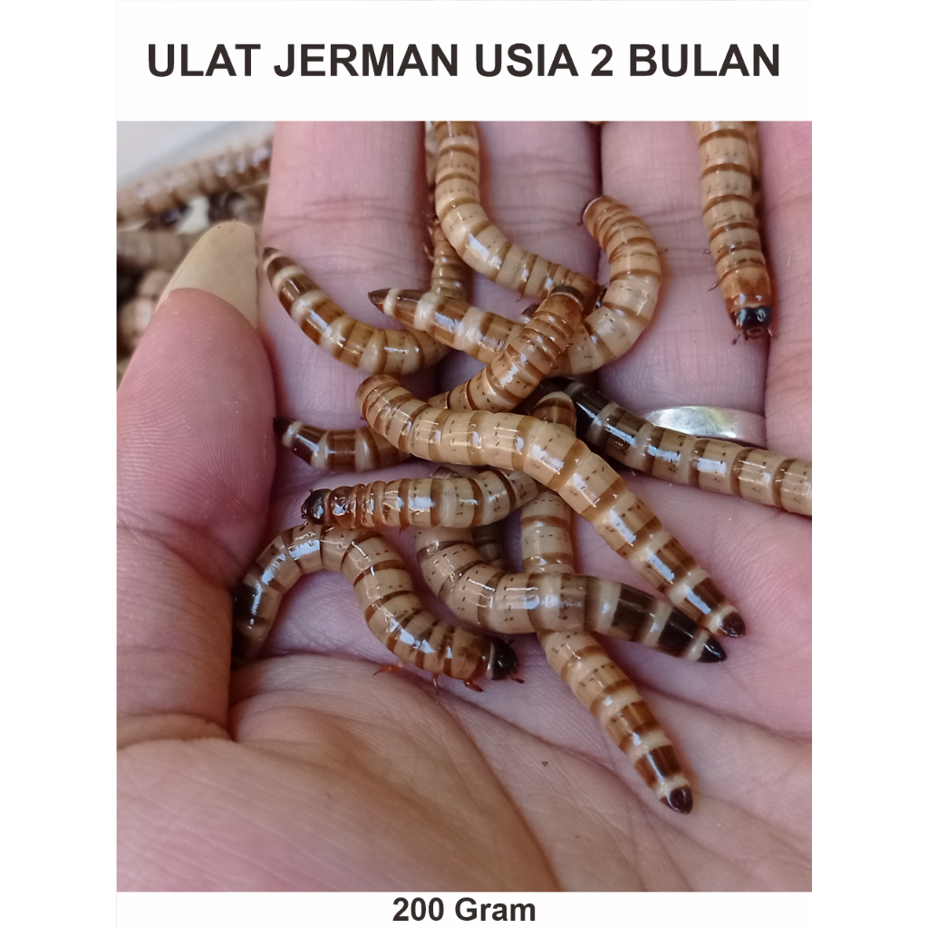 Jual Ulat Jerman Pakan Burung dan Ikan 200 Gram Ulat Segar | Shopee ...