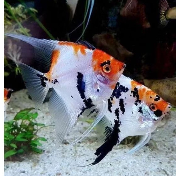 Jual Manfish Red Koi Gen Dari Red Devil 2 - 3 cm - ETALASE Khusus ...