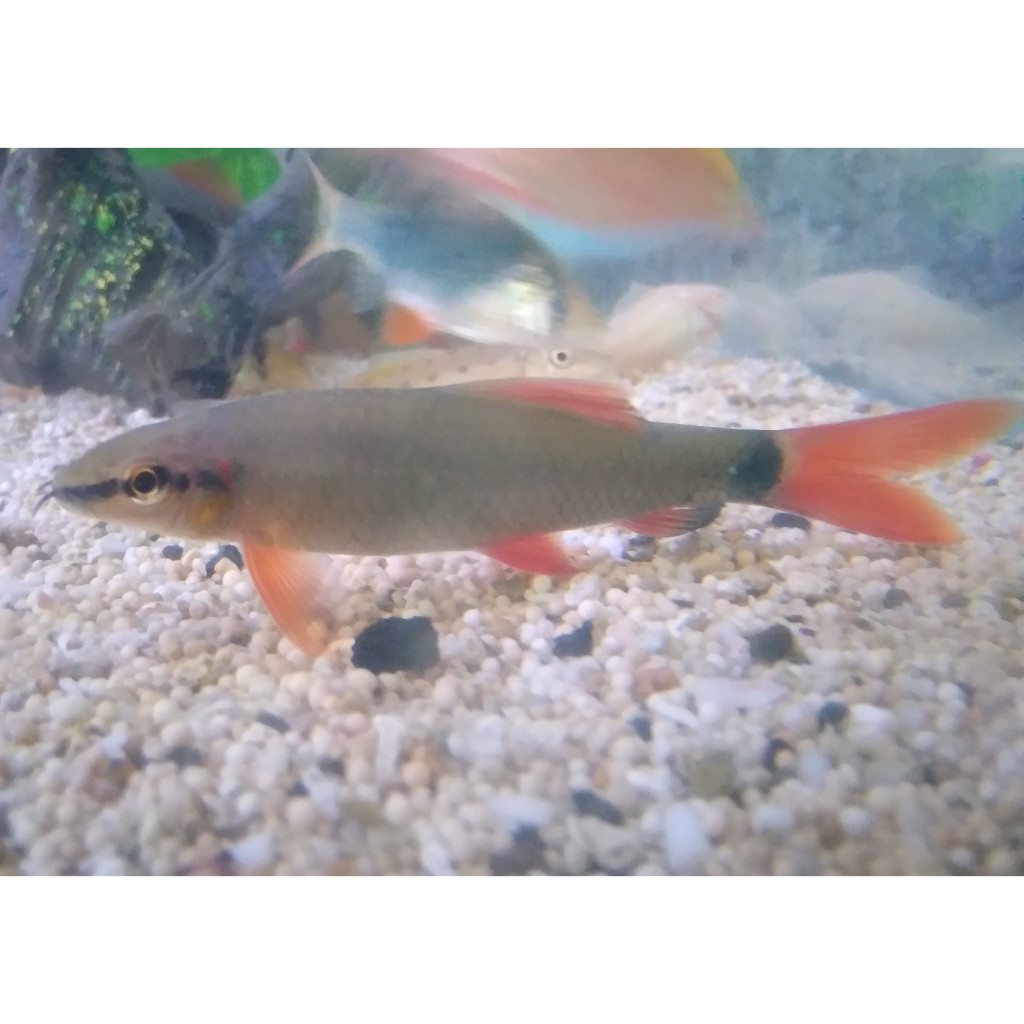 Jual Black Redfin Shark - Ikan Hias Air Tawar | Shopee Indonesia