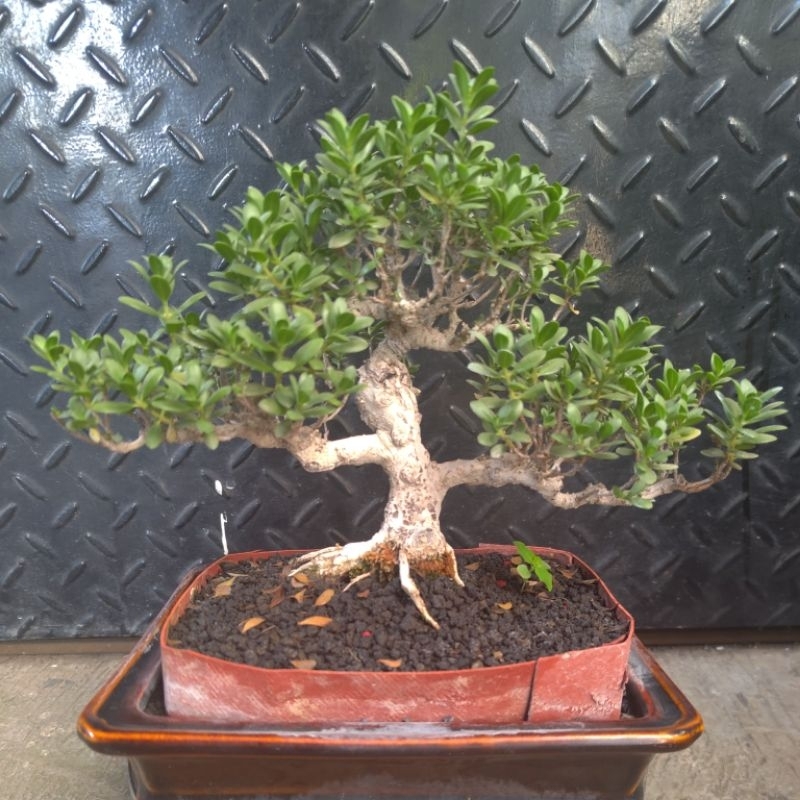Jual Bonsai Santigi tanaman santigi | Shopee Indonesia