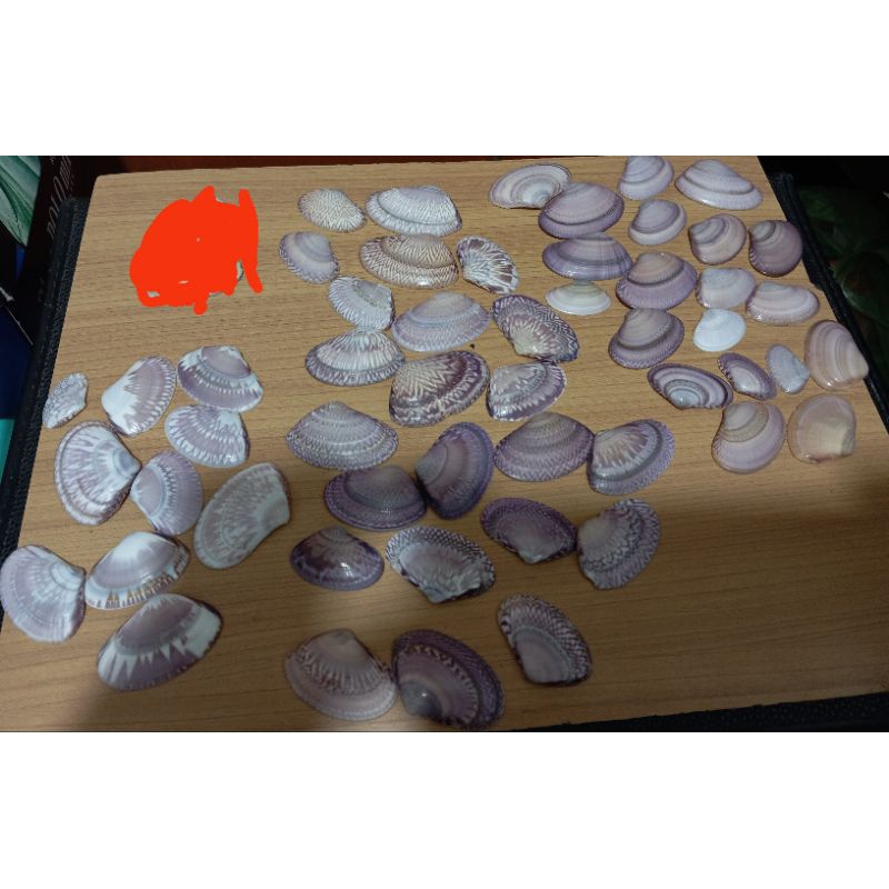 Jual cangkang kerang Sunetta Concinna 1 pcs | Shopee Indonesia