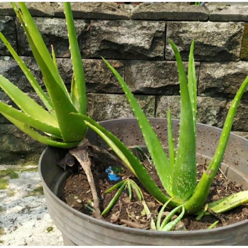 Jual LIDAH BUAYA + POT BUNGA SEDANG + TANAH | HIASAN TAMAN TANAMAN OBAT ...