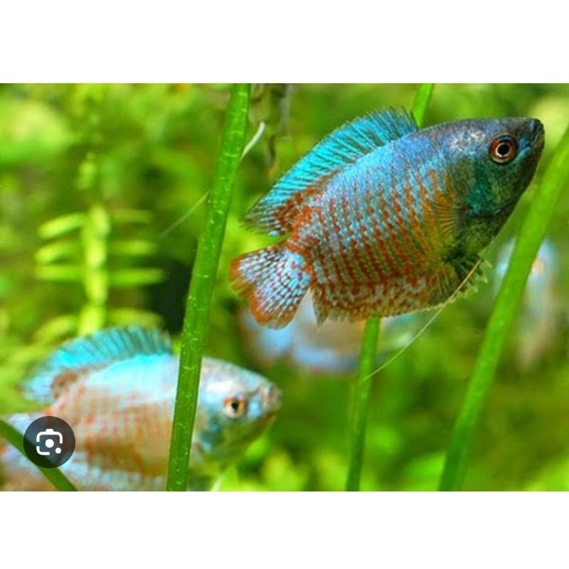 Jual dwarf gourami (Trichogaster lalius) | Shopee Indonesia
