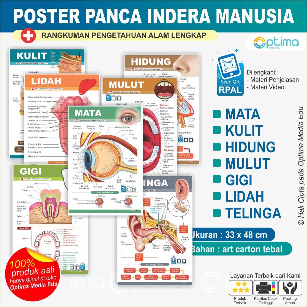 Jual Poster Carta Anatomi Panca Indera Manusia (mulut, hidung, telinga ...