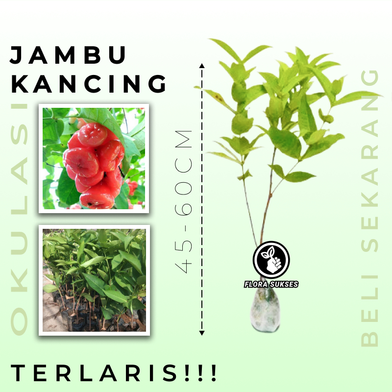 Jual Bibit Tanaman Jambu Kancing Hasil Okulasi / Bibit Jambu Air ...