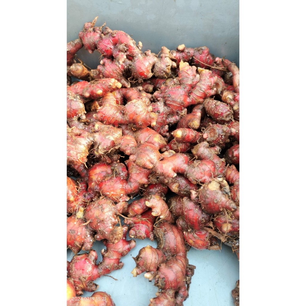 Jual Jahe merah segar / Bibit jahe merah ./ Jahe merah 500g / Jahe ... Jual Jahe merah segar / Bibit jahe merah ./ Jahe merah 500g / Jahe ...