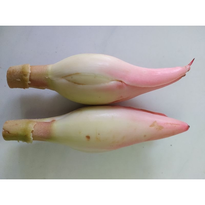 Jual Bunga Rias Kincung Honje Kecombrang 2 biji | Shopee Indonesia