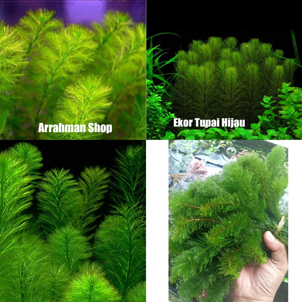 Jual tanaman air hias akuarium Myriophyllum Mattogrossense Green Ekor ...