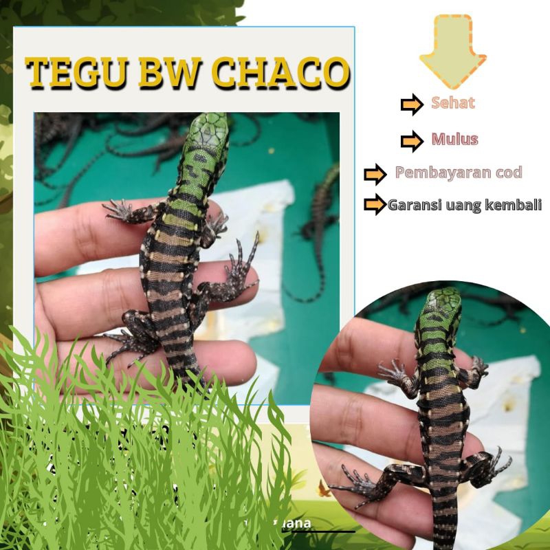 Jual Tegu chaco baby / tegu Black White chaco | Shopee Indonesia
