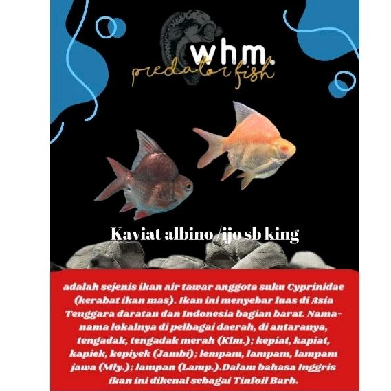 Jual Kaviat Albino /Ijo SB 10-13 cm 3 jari (mainan ikan) | Shopee Indonesia