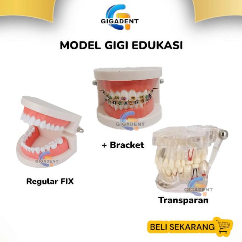 Jual DENTAL PHANTOM MODEL GIGI / STUDY EDUKASI RAHANG GIGI | Shopee ...