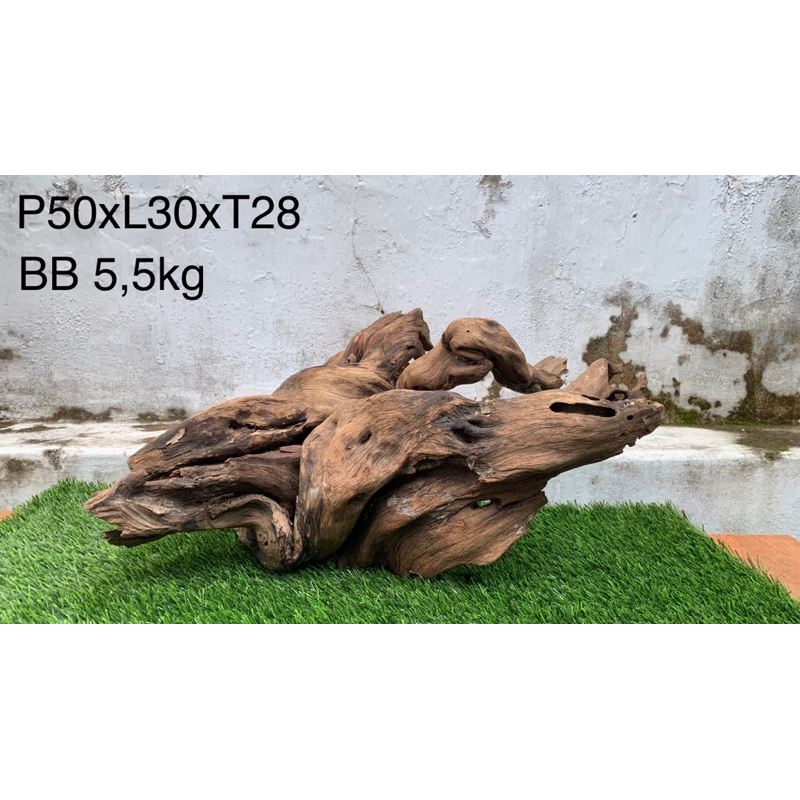 Jual Kayu Santigi Laut Asli Sulawesi 50-60cm | Shopee Indonesia