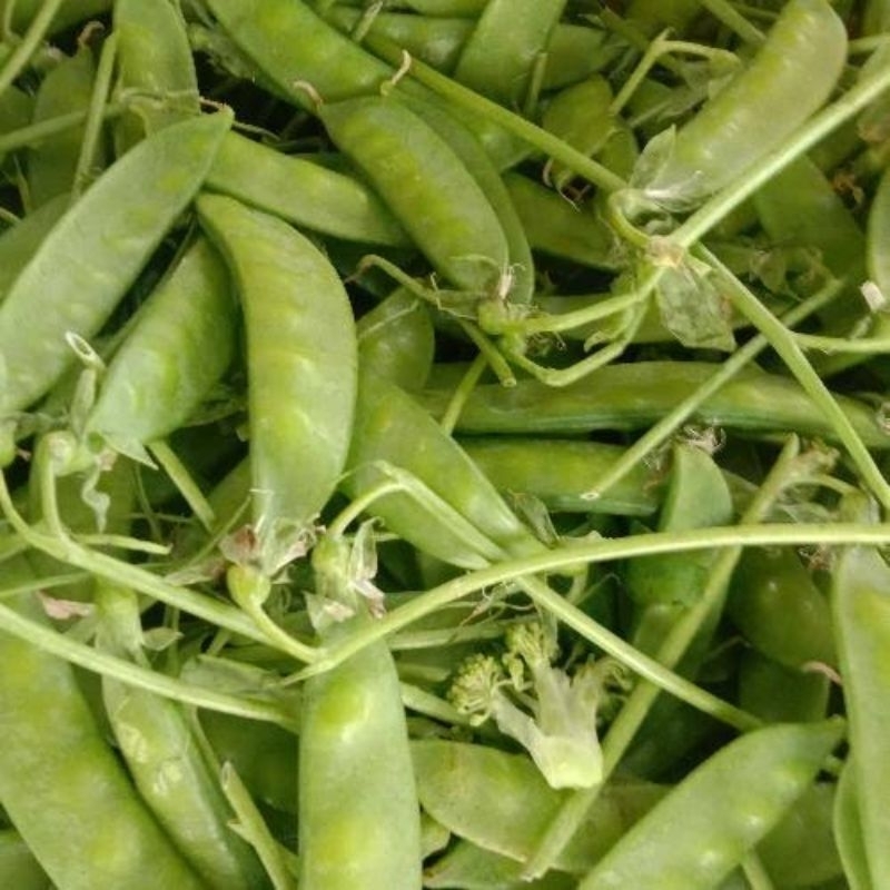 Jual Sayur Ercis/Kacang Kapri Pasar Murah Makassar | Shopee Indonesia