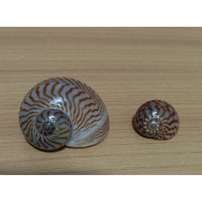 Jual cangkang kerang Tanea Undulata 2 Pcs | Shopee Indonesia
