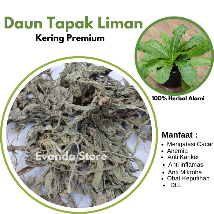 Jual PROMO 1Kg Daun tapak liman kering Kualitas Premium | Shopee Indonesia