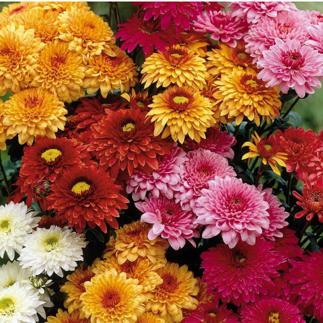 Jual Biji Bunga Chrysanthemum Mixed Color Krisan Warna Warni (Isi 5 ...