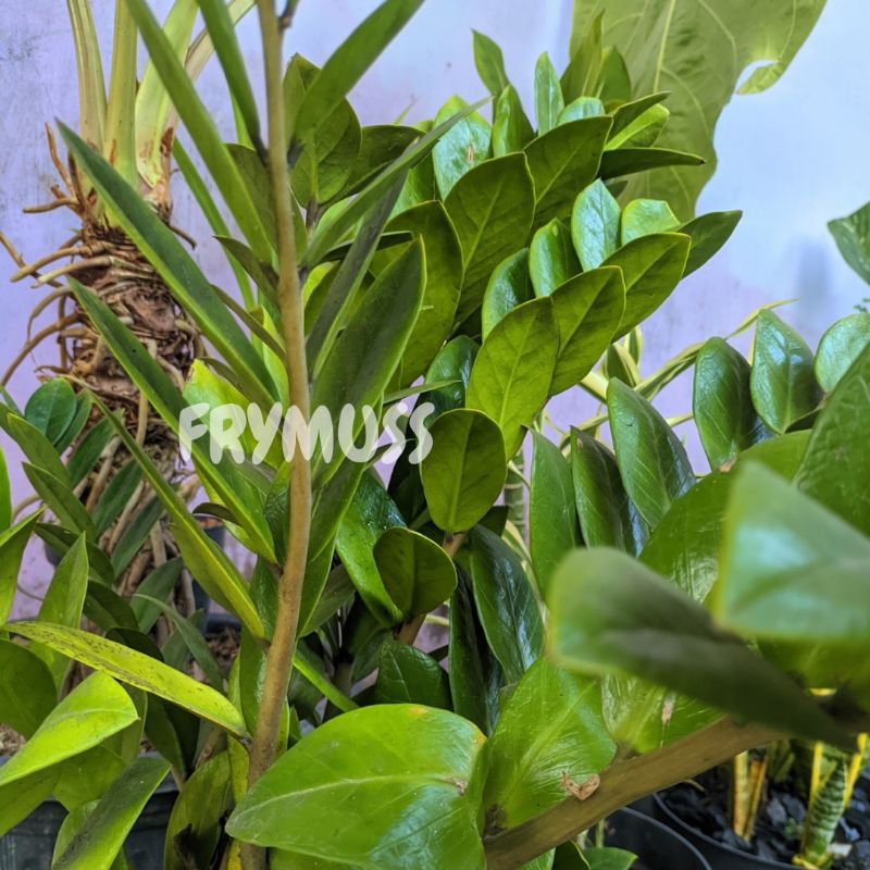 Jual zamioculcas zamiifolia | tanaman dolar | plant zz | Shopee Indonesia