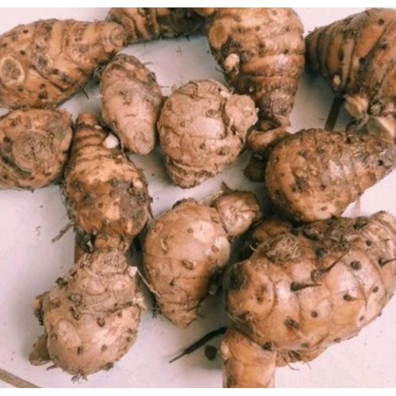 Jual Biang temu putih 1kg segar - biang kunyit putih organik | Shopee ... Jual Biang temu putih 1kg segar - biang kunyit putih organik | Shopee ...
