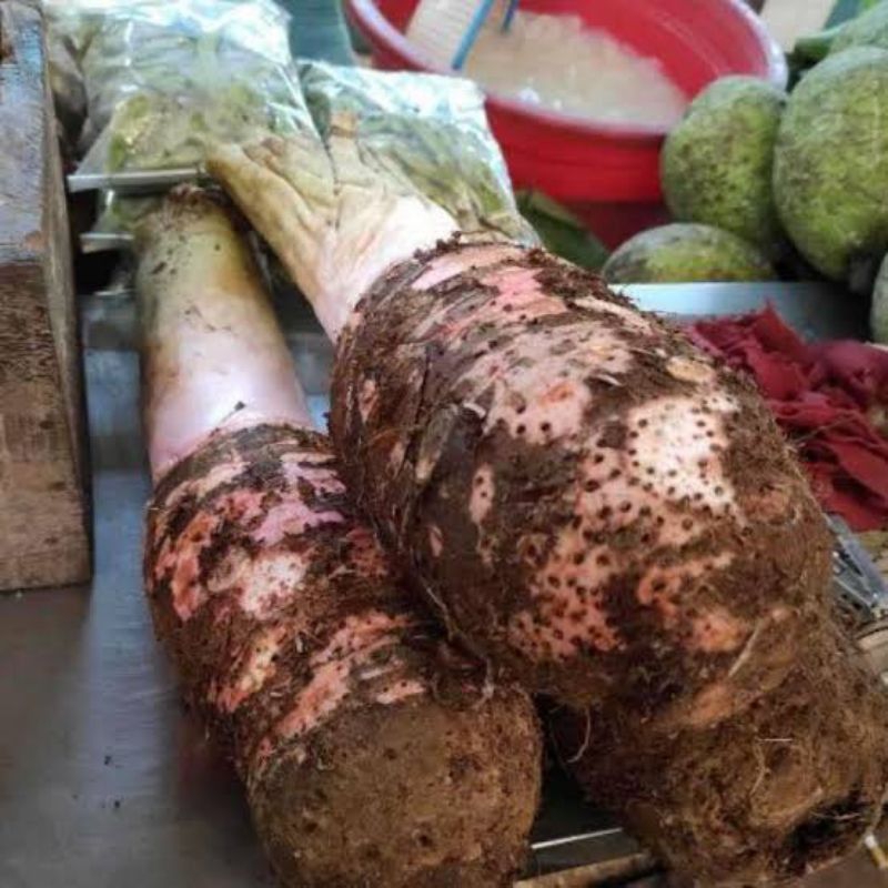 Jual ubi talas pratama 2 dan 3, per biji bonus bibit 1 batang | Shopee ...