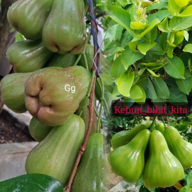 Jual Jambu air grand giant besar | Shopee Indonesia