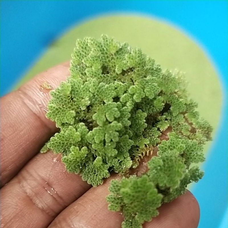 Jual Azolla azola 500Gram 1/2 kg kilo pakan ikan ternak ayam bebek ...