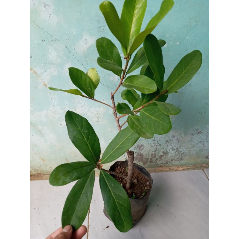Jual ficus retusa ara jejawi tanaman peneduh di kirim random | Shopee ...