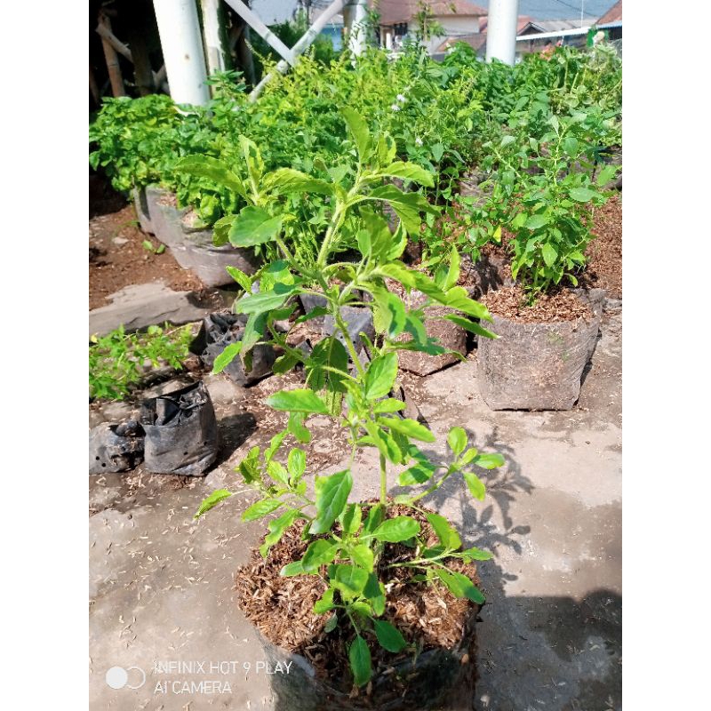 Jual tanaman herbal pohon ruku ruku/holy basil/lampes | Shopee Indonesia