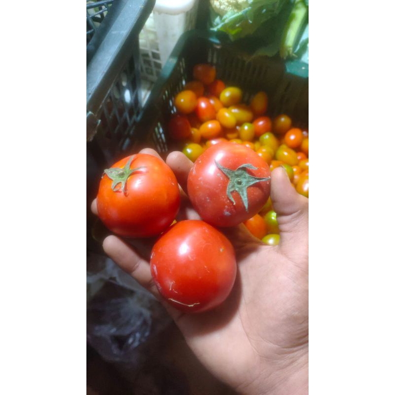 Jual tomat beef/ tomat buah | Shopee Indonesia