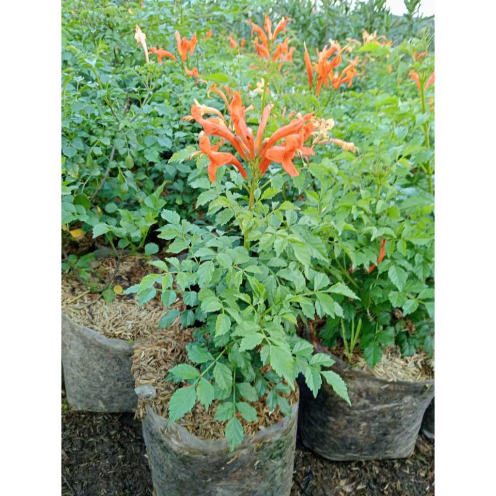 Jual bibit tanaman hias bunga tecomaria | Shopee Indonesia
