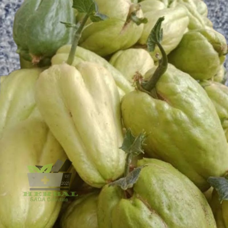 Jual Bibit Labu Siam Labu Jipang Gambas Chayote Per Buah | Shopee Indonesia