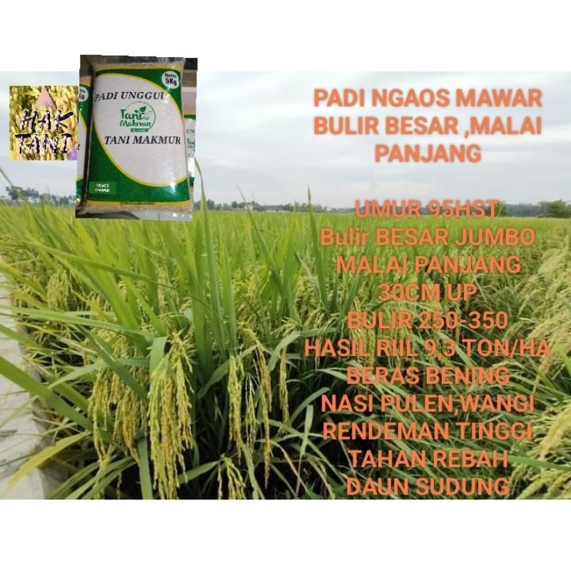 Jual BENIH PADI NGAOS MAWAR 5KG TERBARU | Shopee Indonesia