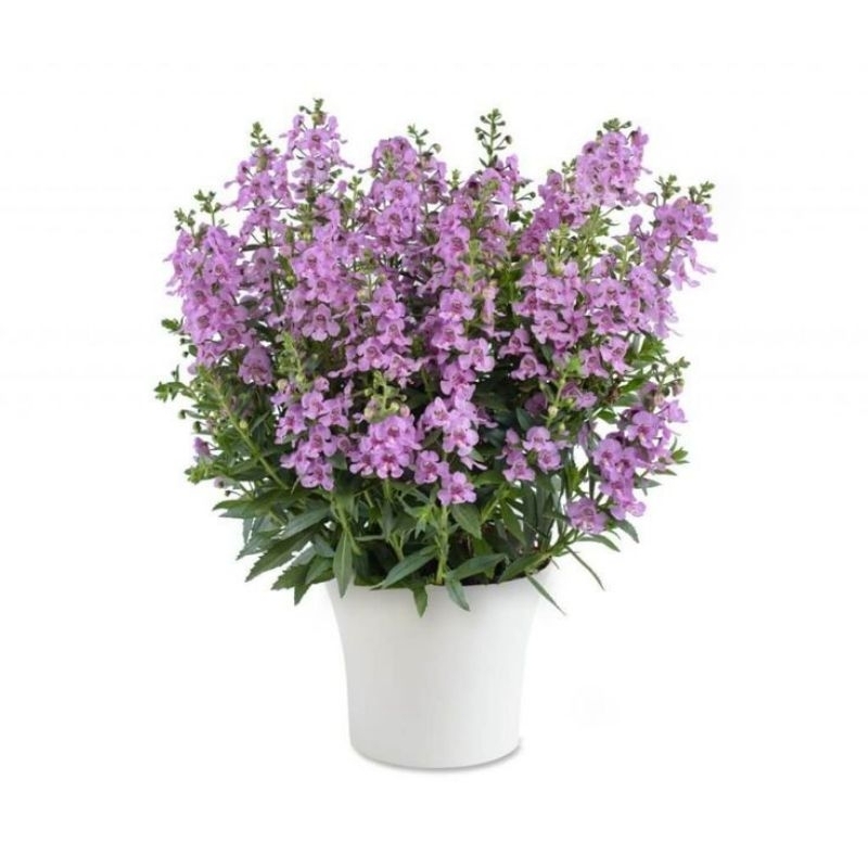 Jual Tanaman hias angelonia angustifonia serena purple Hidup sejenis ...