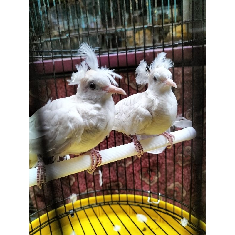 Jual Burung perkutut putih mata merah songgo ratu sepasang atau ...