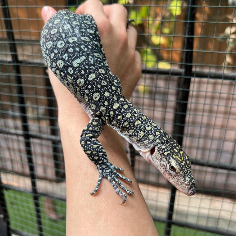 Jual Varanus Colei Blue Phase / Biawak Varanus Colei (Contest Quality ...