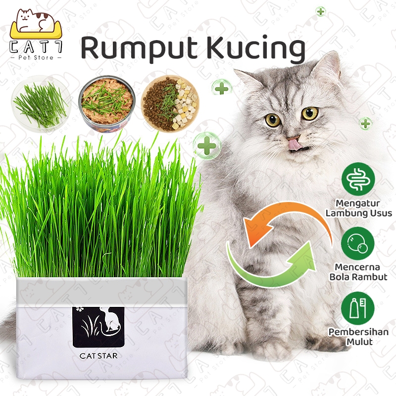 Jual Rumput Kucing Paket Tumbuh Benih Gandum Premium Cat Wheat Grass ...