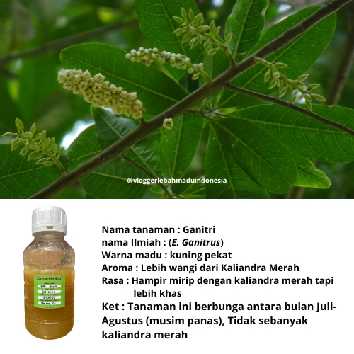 Jual Bunga GANITRI | 500gr | Madu Asli Hutan Liar Murni 100% Tanpa ...