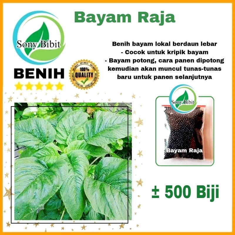 Jual 500 Biji Benih Bayam Raja Lokal Bayam Petik Benua Bayam Daun Lebar ...