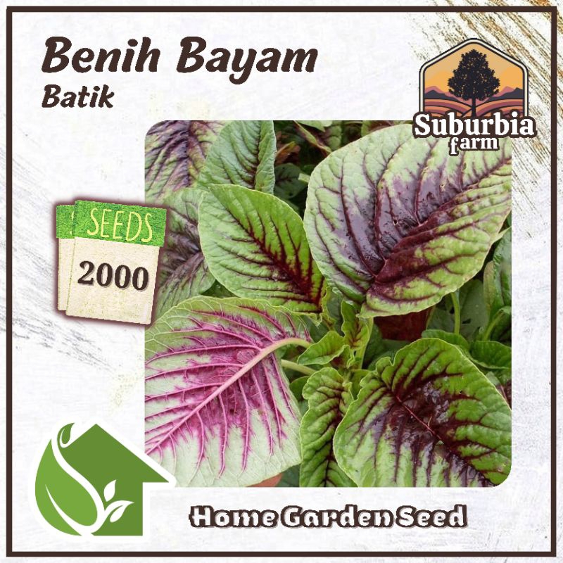 Jual 2000 Biji Benih Bayam Batik Loreng | Shopee Indonesia