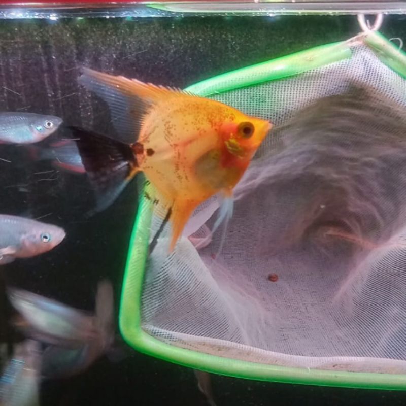 Jual ikan manfish red devil/ikan hias aquascape/ikan hias | Shopee ...
