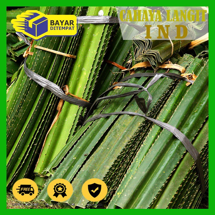 Jual Pandan Duri - Pandan Laut Segar Fresh Original [Daun pandan duri ...