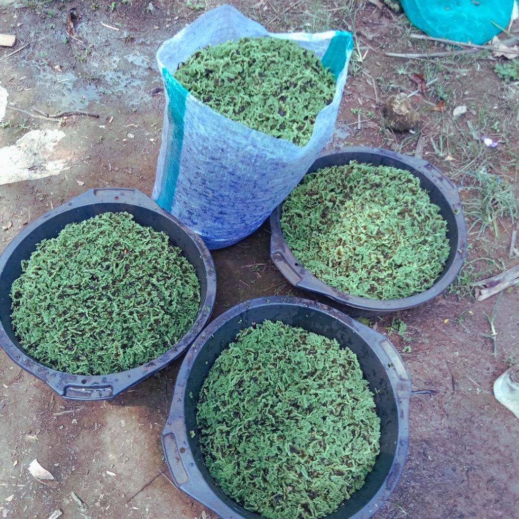 Jual Bibit azolla microphylla Paket 10 kilo pakan ikan dan unggas ...