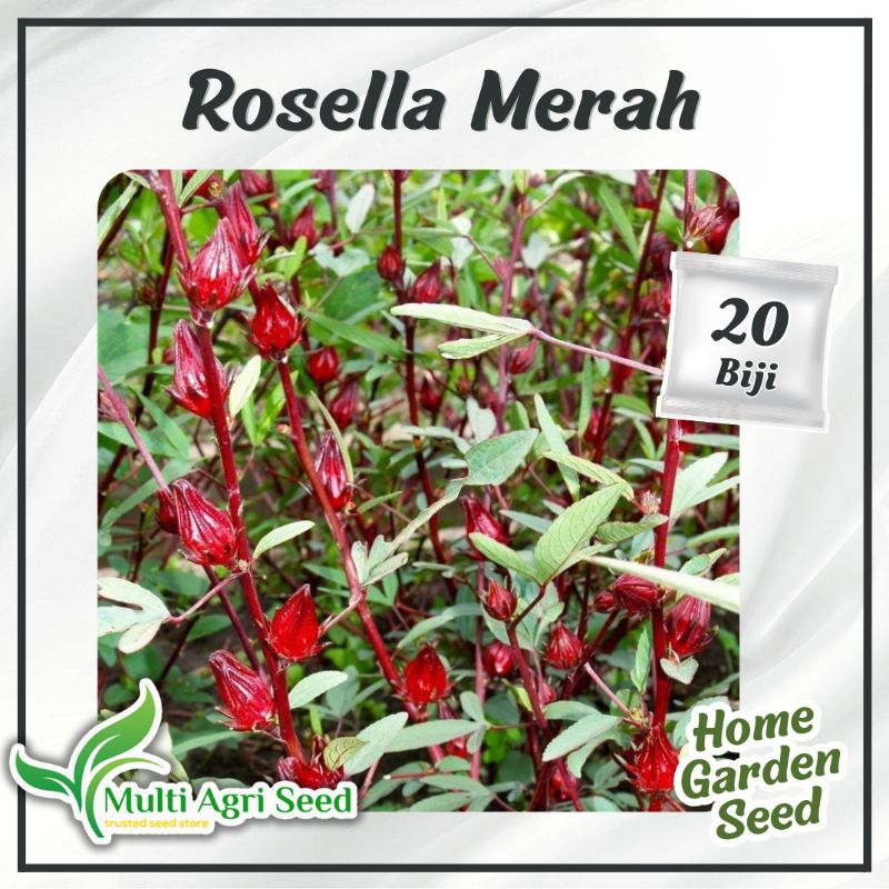 Jual 20 Biji Benih Bunga Rosella Merah Bibit Rosela | Shopee Indonesia