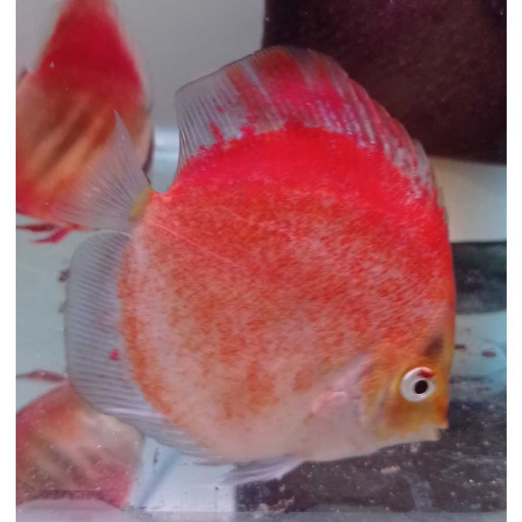 Jual Ikan Discus Calico 2,5" inch s/d 5" inch | Shopee Indonesia