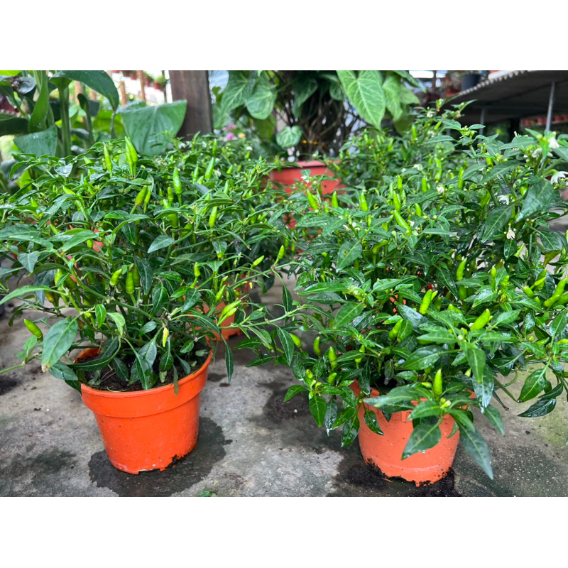 Jual PAKET 4 TANAMAN HIDUP CABE RAWIT MERAH PEDAS BISA BERBUAH LEBAT DI POT BIBIT BENIH TANAMAN ...