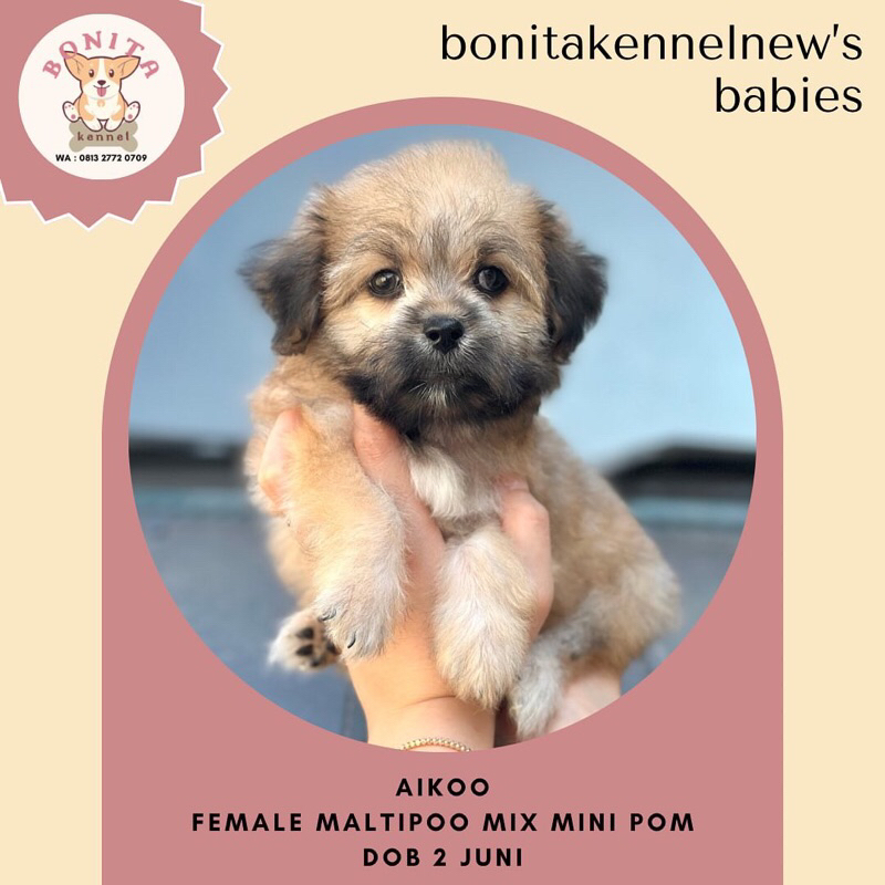 Jual Maltipoo Mix Mini Pom Anjing Maltese Poodle Minipom Mini ...
