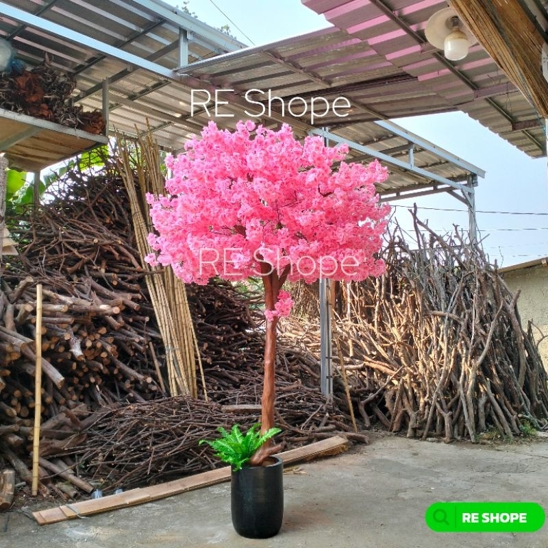 Jual sakura blossom sakura jumbo tinggi 2,5mtr / pohon sakura pohon ...