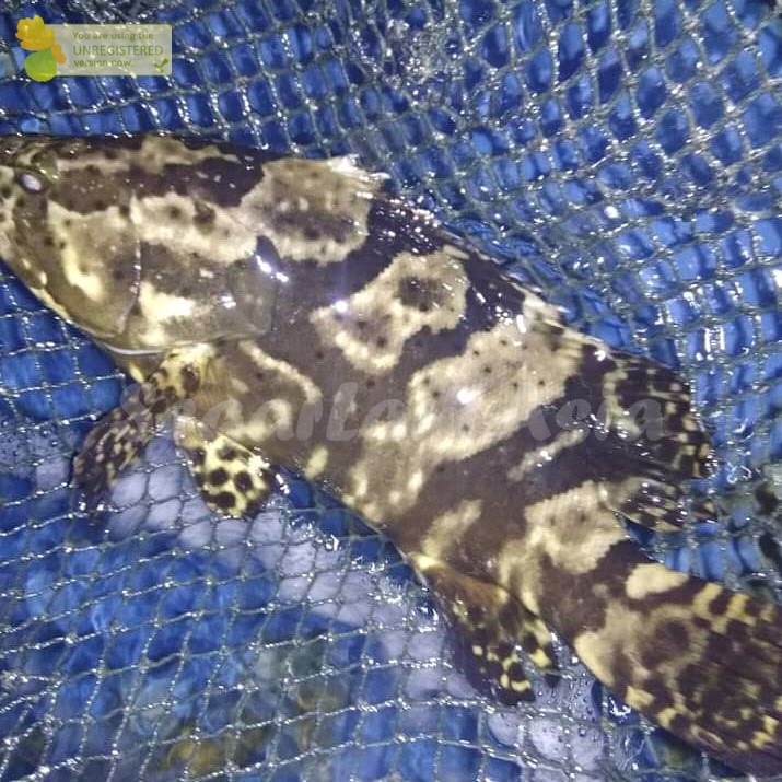 Jual Ikan Kerapu / Ikan Krapu / Ikan Kerapu 1Kg / Ikan Kerapu Segar ...